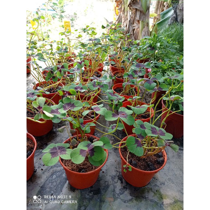 Pokok Rama Rama(oxalis) | Shopee Malaysia