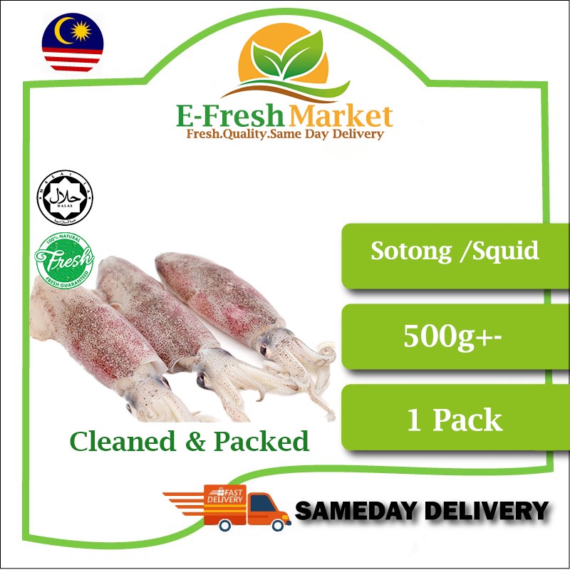 🔥Lowest Price🔥Fresh Seafood Sotong Squid 500g+- | Shopee Malaysia