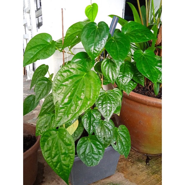 🔥Pokok Sireh / Sirih Kampung Polibag (size medium)🔥 | Shopee Malaysia