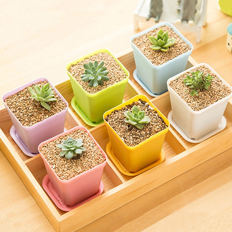 7cm Colourful Succulent Cactus Square Plastic Pot Mini Pasu Empat Segi ...