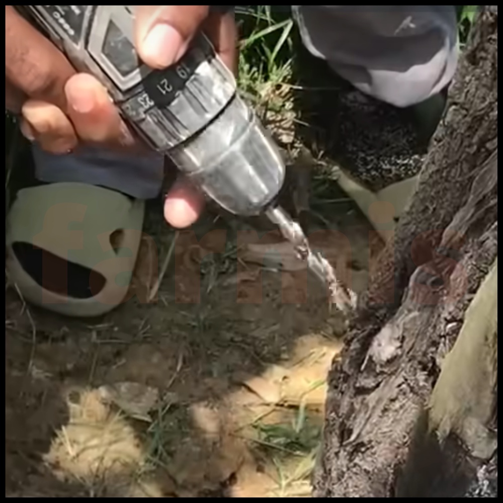 Chemjet 树干注射器 Chemjet Tree Trunk Injector (Phosphoric Acid) | Shopee ...