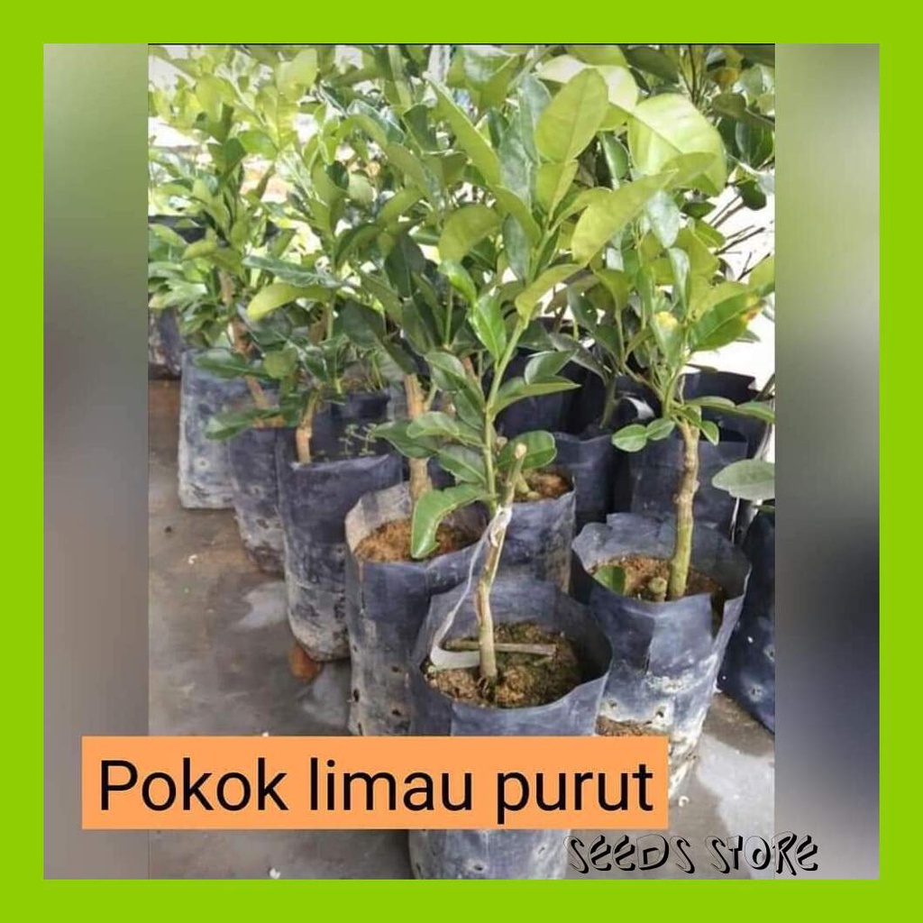 ANAK POKOK / POKOK LIMAU PURUT / DARI KEBUN SENDIRI / HERBA | Shopee ...