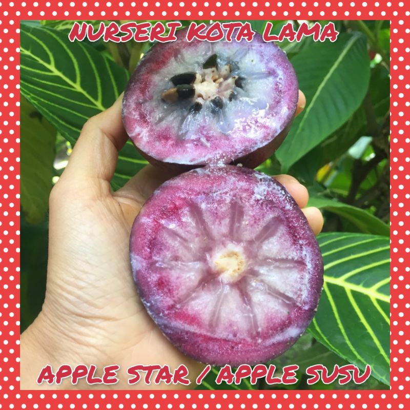 🔥RARE🔥 POKOK APPLE STAR / Apple Susu / Caimito / Cainito ...