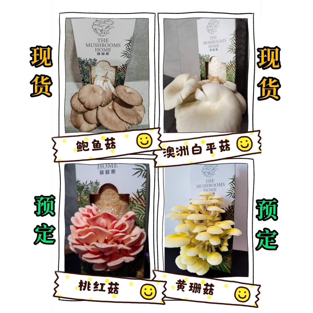 【READY STOCK】THE MUSHROOMS ROOM 菇菇家 DIY MUSHROOM BOX MUSHROOM GROWING ...