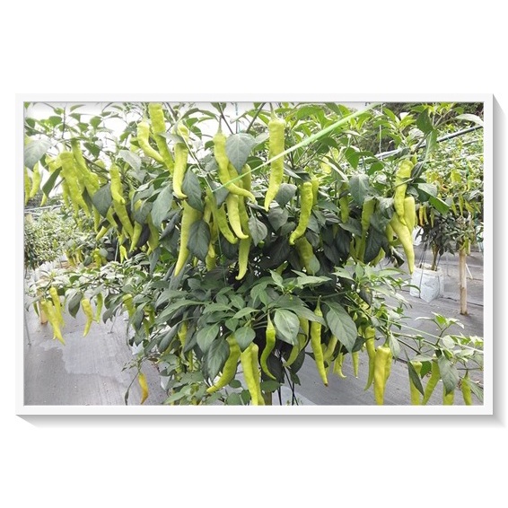 Malaysia Ready Stok-Biji Benih Cili Solok/Benih Lada Solok | Shopee ...