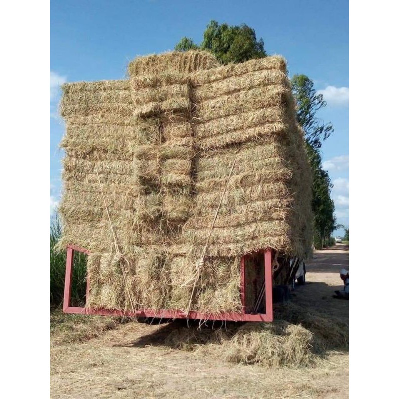 Jerami 1KG RM4.5 / Jerami Padi / Rice Straw / Paddy Hay/ Dried Hay ...