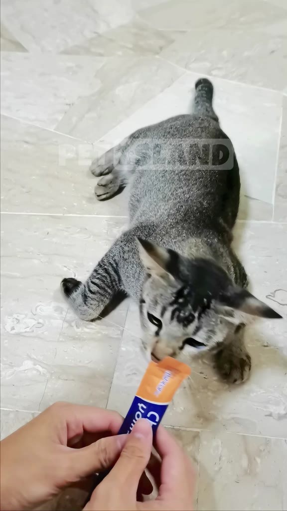 (Bundle)Ishtar Cat Treat Cat Wet Food Stick Creamy Cat Stick Cat Snack ...