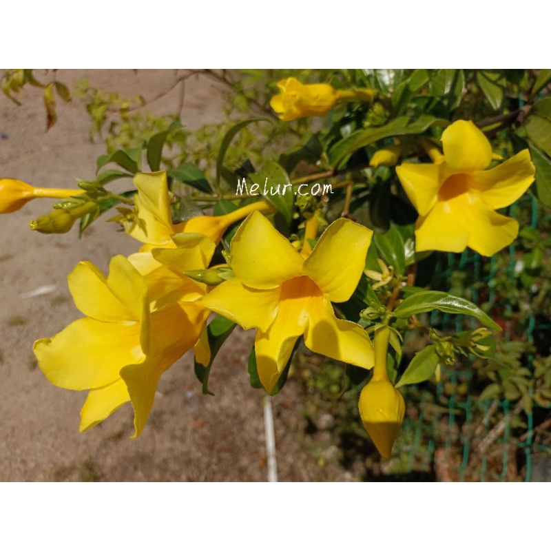 MKT - Anak Pokok Alamanda Bunga Kuning / Allamanda Yellow Sapling ...
