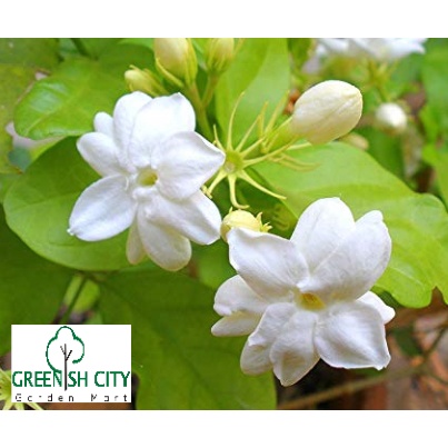 GNC Real Plant Flower Jasmine Plant Bunga Melur Live Pokok Bunga Melur ...