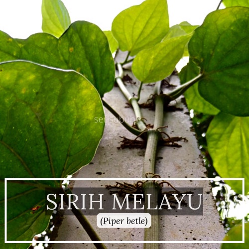 SIRIH MELAYU/ SIREH MELAYU - ANAK POKOK | Shopee Malaysia