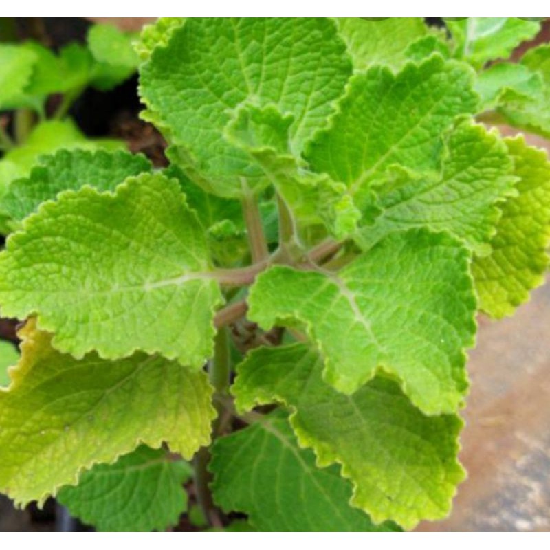 Pokok Mangun Gulai Tempoyak Plectranthus zeylanicus | Shopee Malaysia