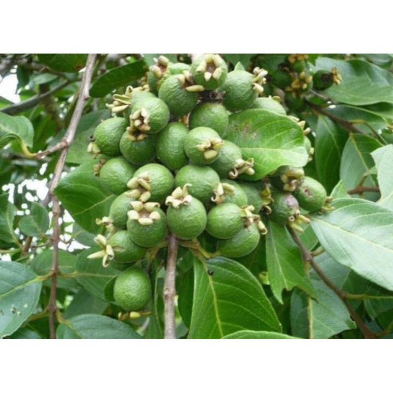 Pokok Buah Jambu Batu Guava katik dwarf lohan bo chi kristal ungu ...