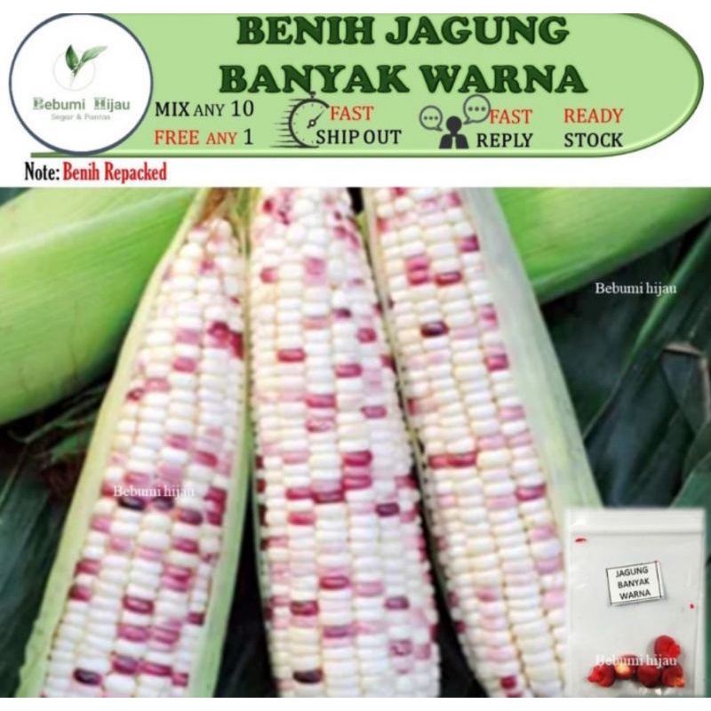 PELBAGAI JENIS biji BENIH JAGUNG manis jagung mutiara dll sweet corn ...