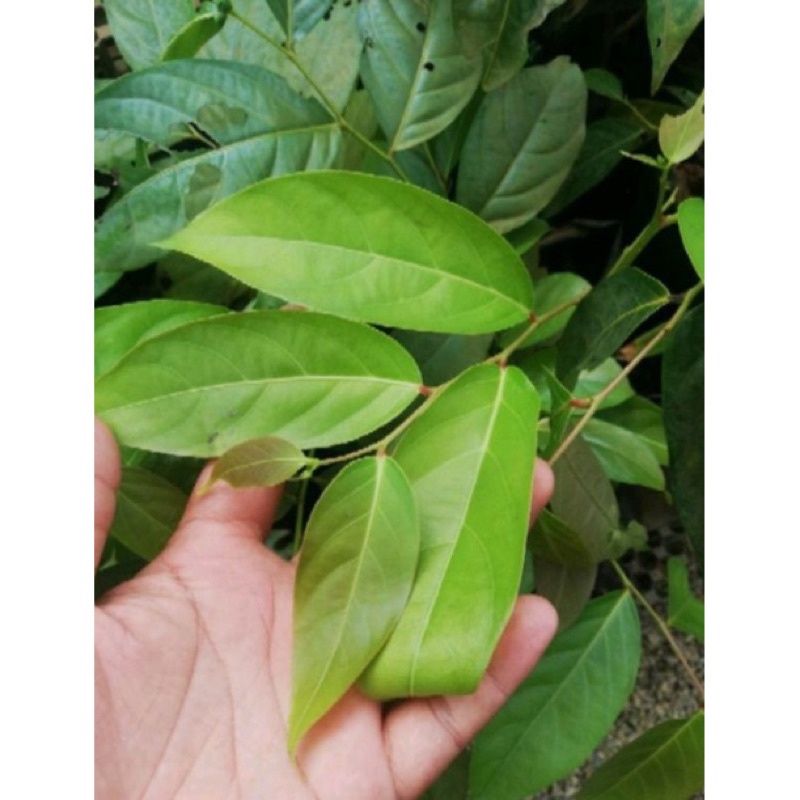 Pokok Ulam Lemak Ketam | Shopee Malaysia