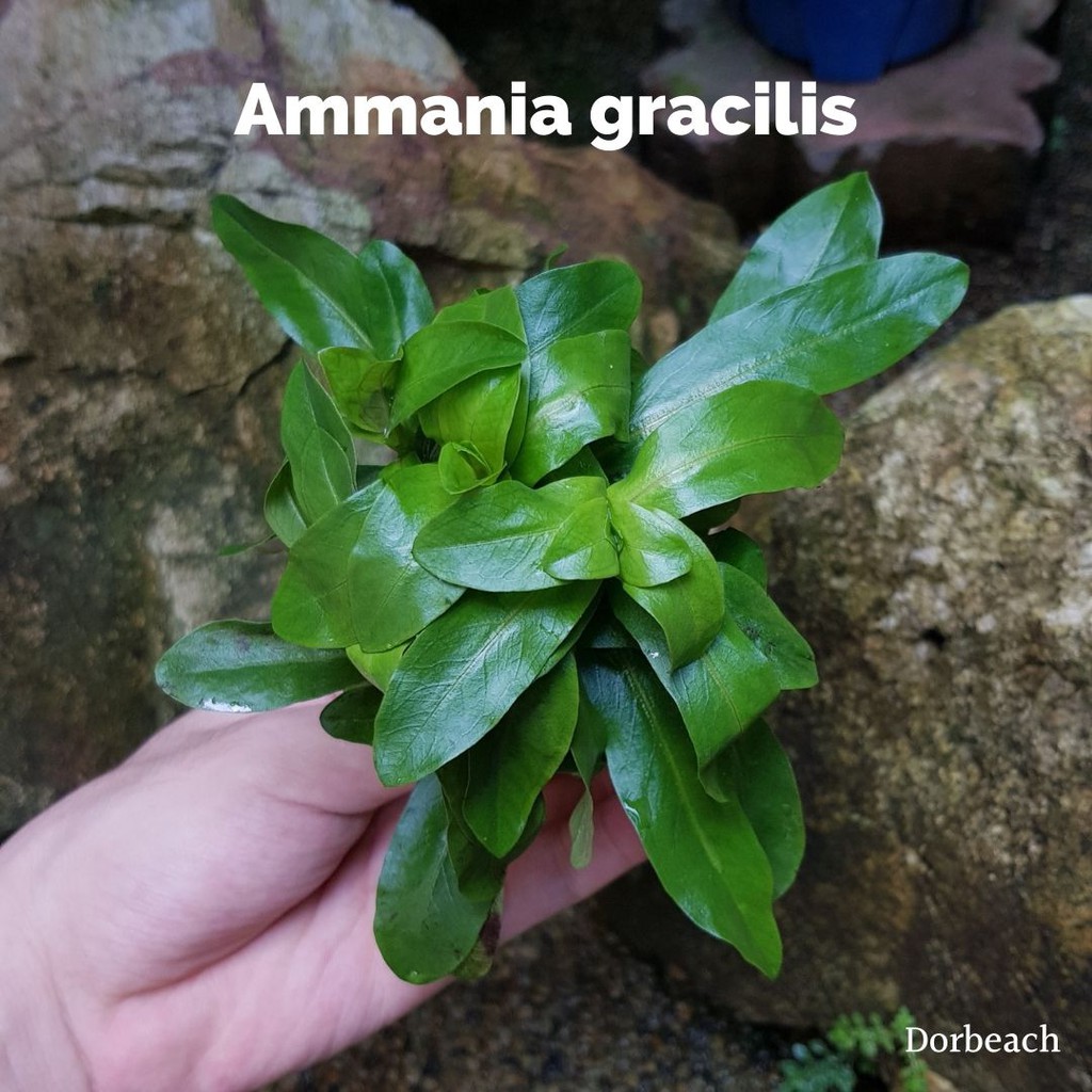 Ammania Gracilis by Dorbeach (Aquatic Plant) | Shopee Malaysia