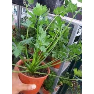 daun sup - Prices and Promotions - Mar 2026 | Shopee Malaysia