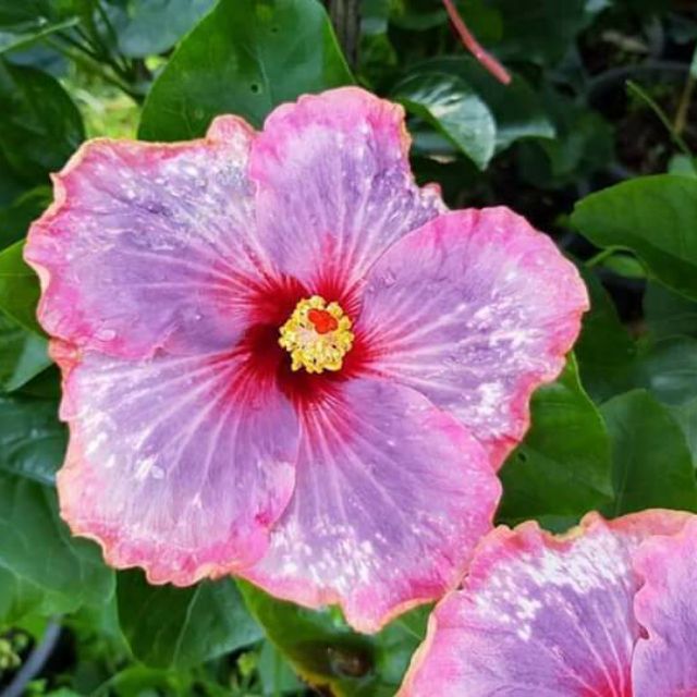 Pokok bunga raya hybrid CCH Rainbow Wonderland | Shopee Malaysia