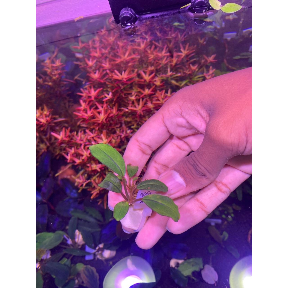 Bucephalandra Sp Neo Amanda | Shopee Malaysia