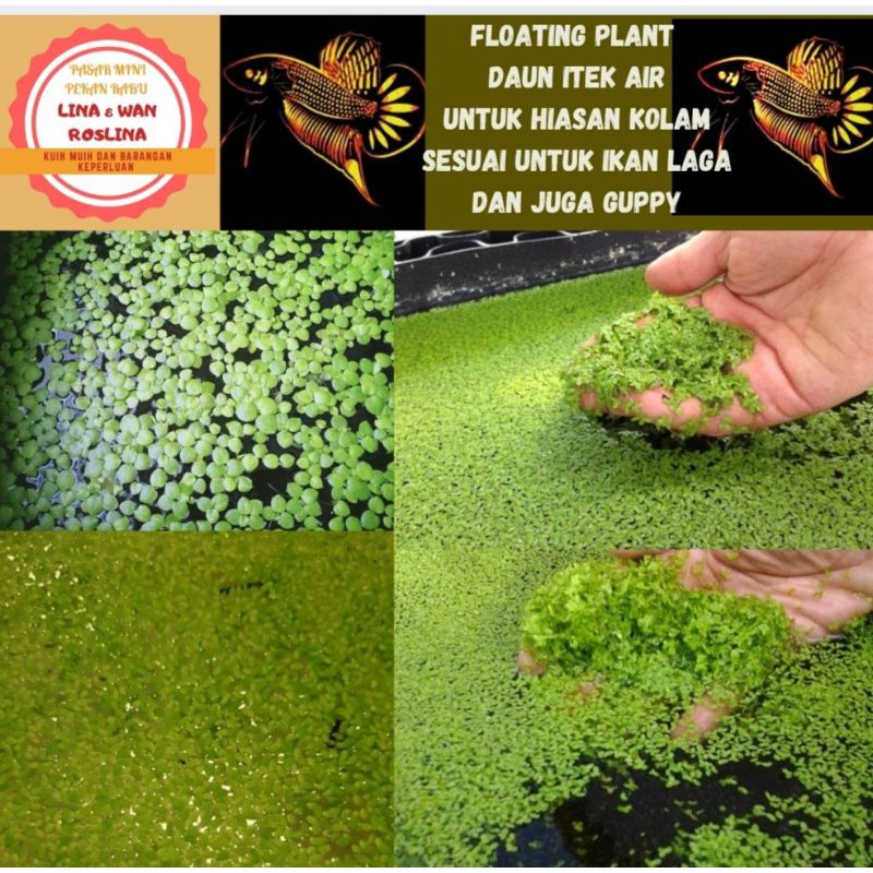 🔥𝗙𝗟𝗢𝗧𝗜𝗡𝗚 𝗣𝗟𝗔𝗡𝗧 𝗔𝗧𝗔𝗨 𝗗𝗔𝗨𝗡 𝗜𝗧𝗘𝗞 𝗔𝗜𝗥 𝗨𝗡𝗧𝗨𝗞 𝗛𝗜𝗔𝗦𝗔𝗡 𝗗𝗔𝗡 𝗦𝗘𝗦𝗨𝗔𝗜 𝗨𝗡𝗧𝗨𝗞 𝗜𝗞𝗔𝗡 ...