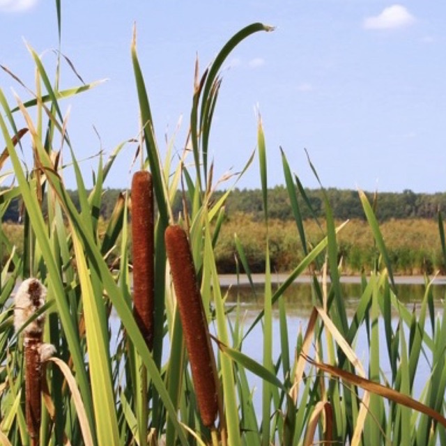 Typha angustifolia/Pond plant//Aquatic plant/Pokok sausage/Water plant ...