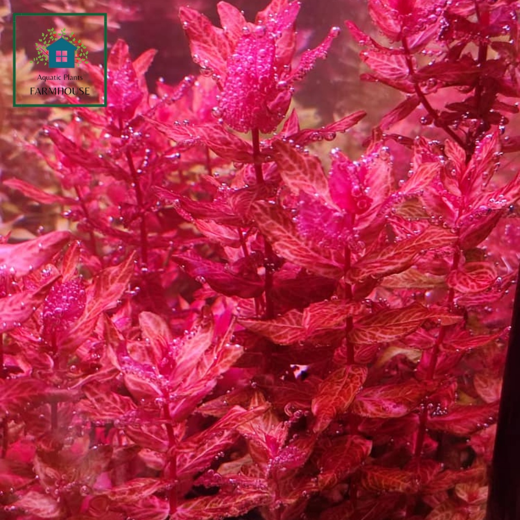 Rotala Macrandra Variegated Submerged | Shopee Malaysia