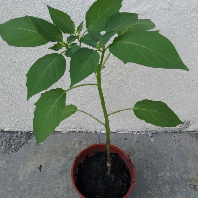 Pokok buah letup-letup (Cape Gooseberry) | Shopee Malaysia