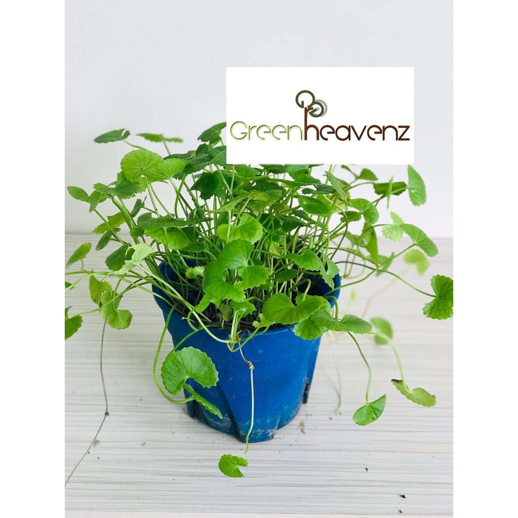 Pegaga Herbs Plant Herb Pokok Herba 雷公根 崩大碗 | Shopee Malaysia