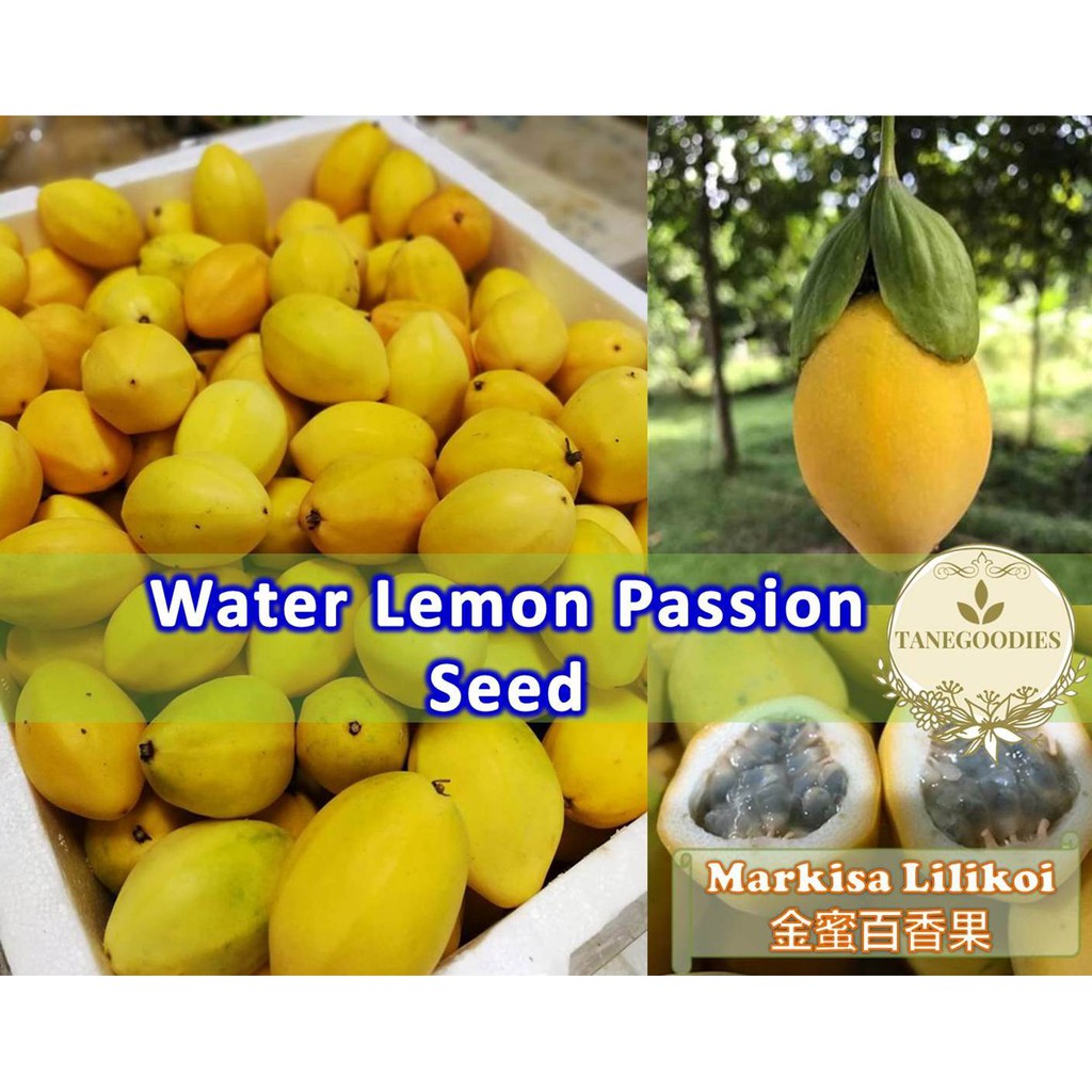 20pcs Seed Gold Water Lemon Passion Biji Buah Markisa Lilikoi Melewar ...