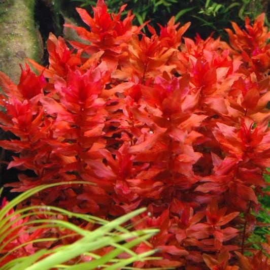 Rotala Macrandra Red submerged (high tech plant) | Shopee Malaysia