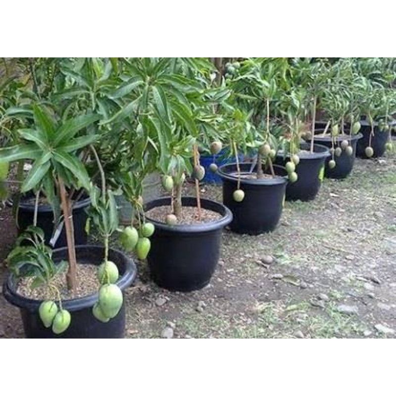 Pokok Mangga Hybrid Harum Manis / Lemak / Kelapa / Eapple / Air Bunga ...