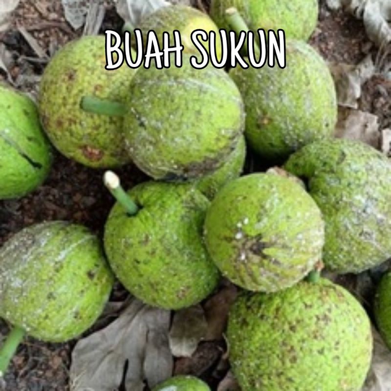 Buah sukun / breadfruit segar muda/ tua | Shopee Malaysia