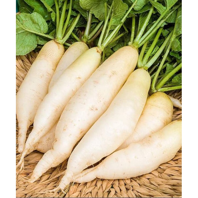 Benih lobak putih/Radish(80 biji) | Shopee Malaysia