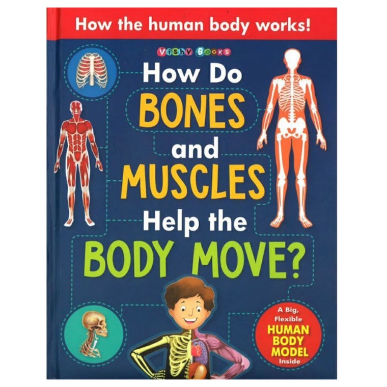 【Original】How Do Bones And Muscles Help The Body Move, Bit Flexible ...