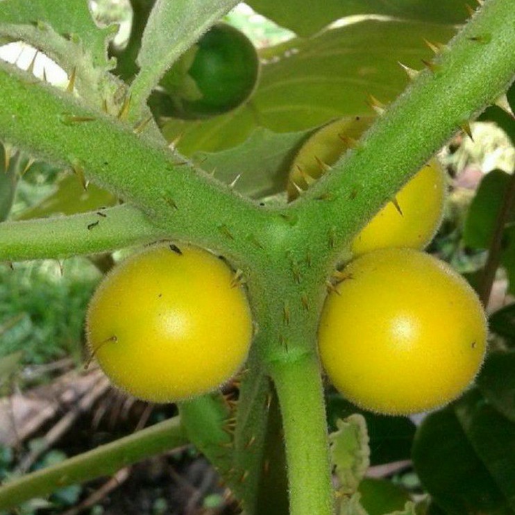 10 pcs benih terung asam (terung asam dayak/terung iban) terung bulu ...