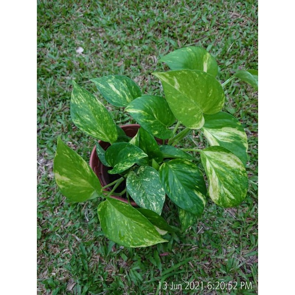 Pokok duit/Life Money plant / golden pothos / sirih gading (indoor ...