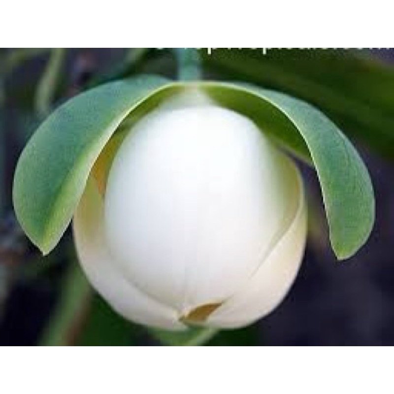 anak pokok BUNGA CEMPAKA TELUR PUTIH bila berbunga kembang mekar petang ...