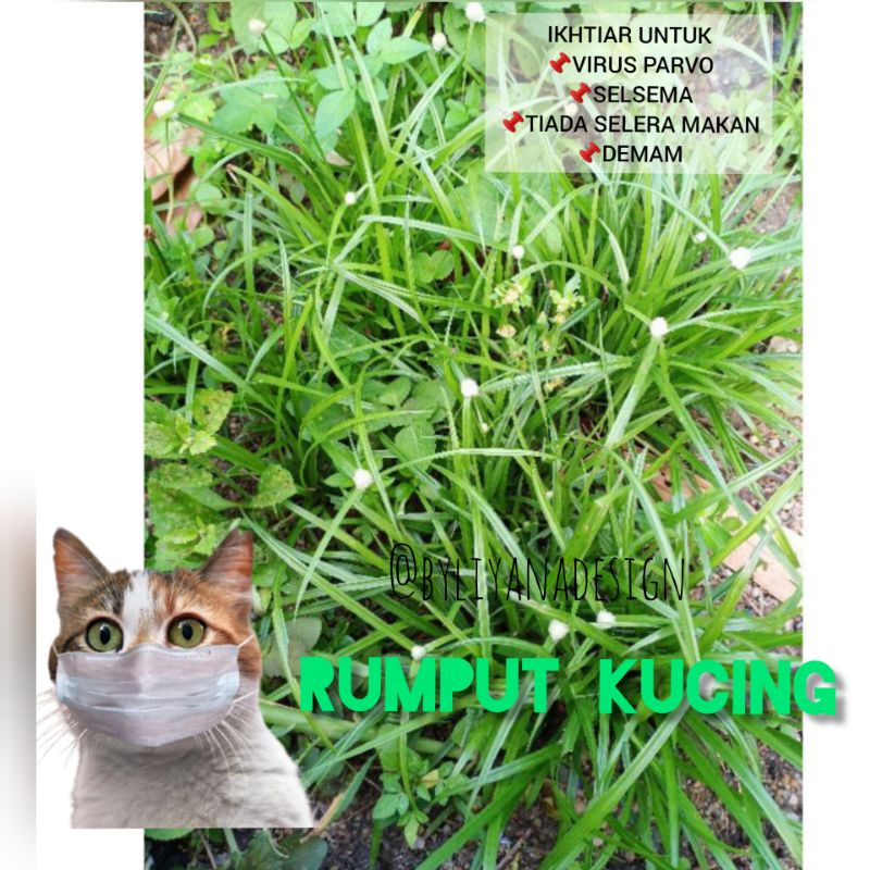 Rumput helikopter/rumput mata lalat/rumput kucing | Shopee Malaysia