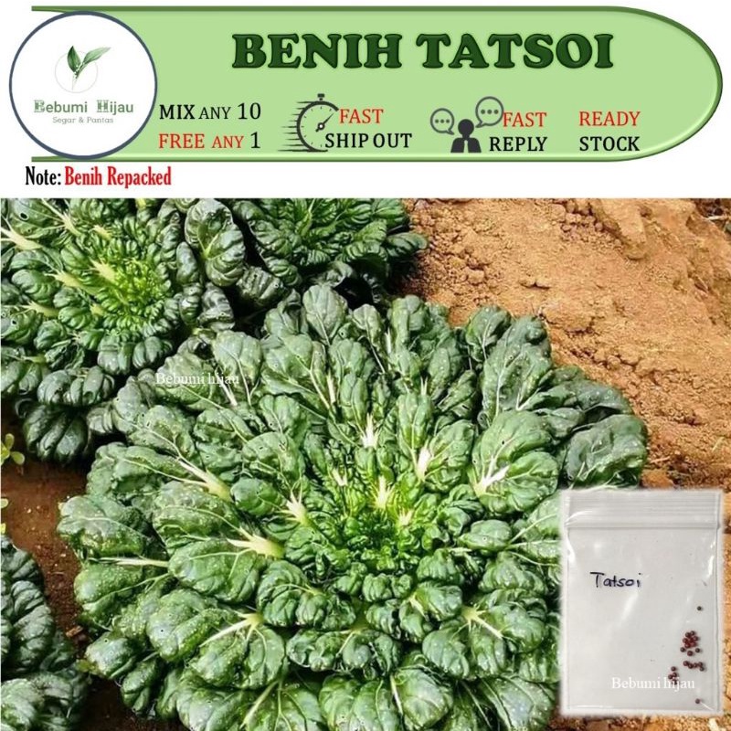 20-30 biji benih TATSOI Spoon Mustard seeds vegetable sedap goreng ...