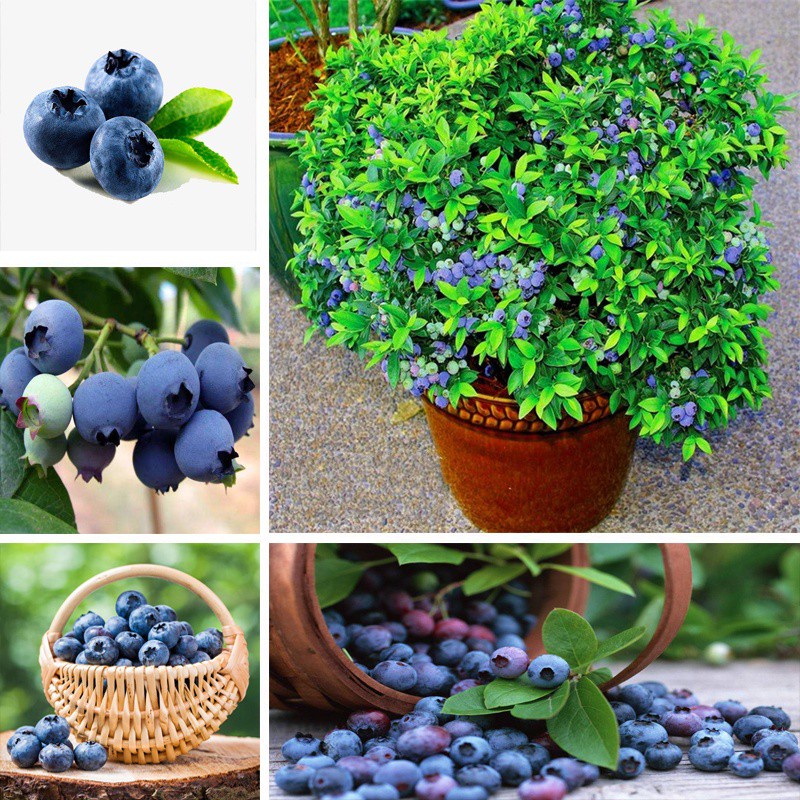 30 Pcs/Seeds Blueberry Seeds Practical Food Planting Outdoor Planting ...