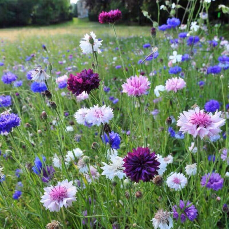 Benih Bunga Cornflower 50pcs Mix Colour/Flower Seed/混色矢车菊种子 | Shopee ...