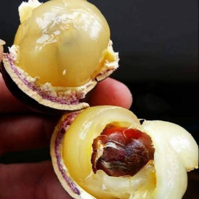 Anak pokok matoa (rasa durian,rambutan dan longan) | Shopee Malaysia