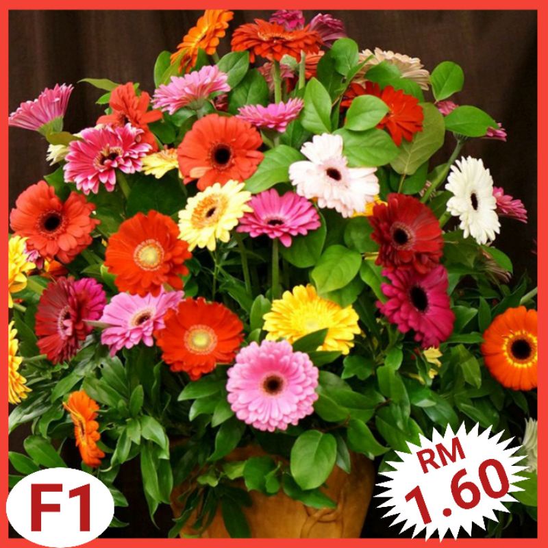 F1 Biji Benih Bunga Gerbera Daisy (50+/-) -（Warna Campur） - Gerbera ...