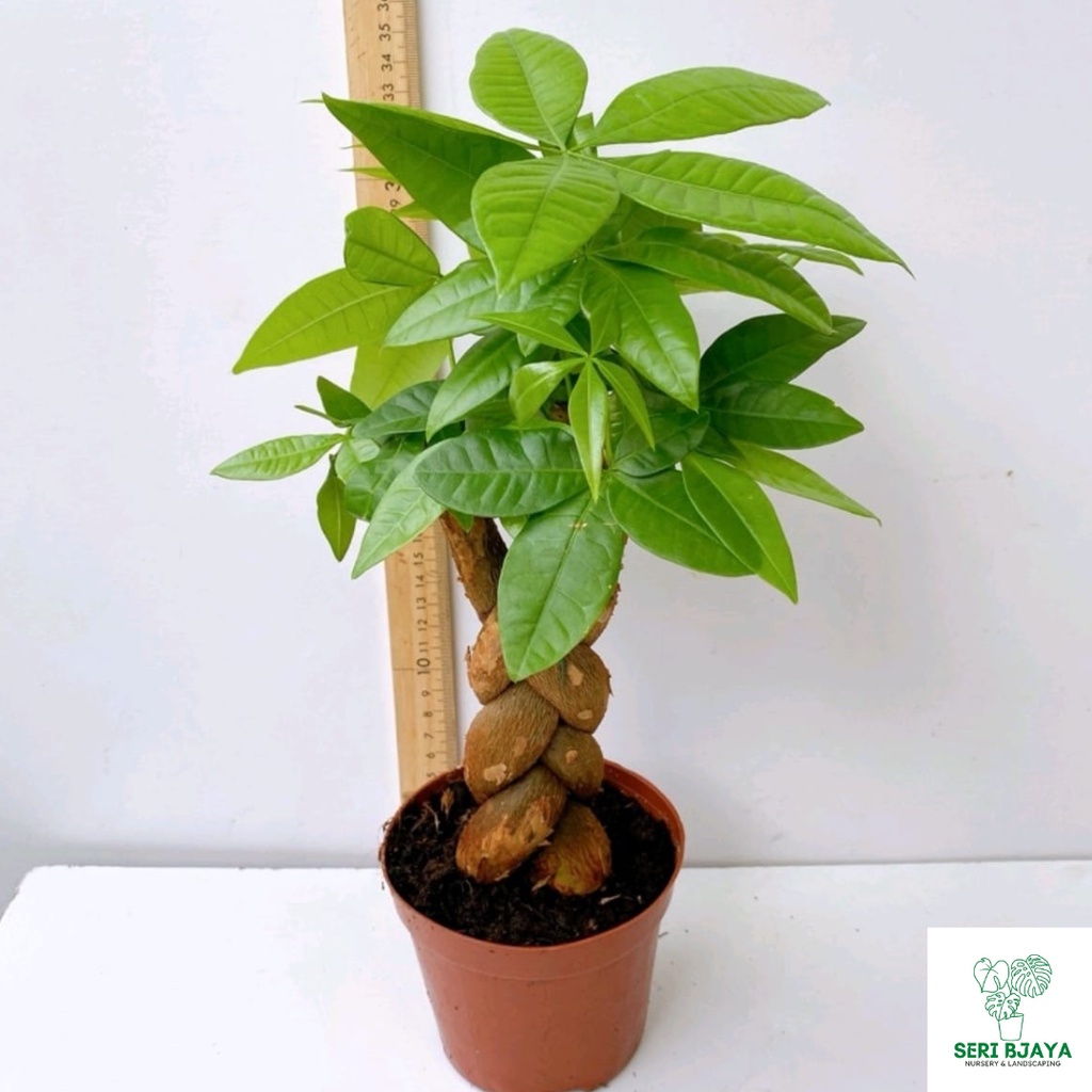 CNY Pachira Aquatica / Pachira 3 Stems/Pachira Tree Head/QQ/Odd Head ...