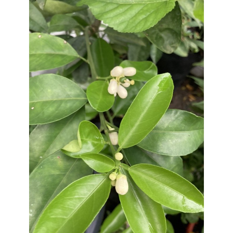 Fertilizer Baja 肥料 Agrenas Granular Urea N46% / Baja Urea ...