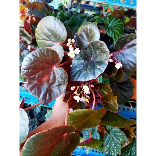 Begonia U497🌵real plant ☘️ready stock ☘️by Slthegreen | Shopee Malaysia