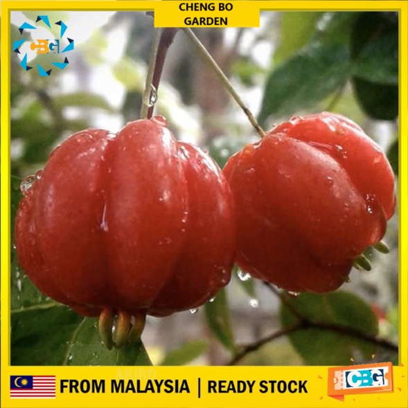 Anak Pokok Ceri Cherry Surinam Ceri Belanda Lebat Berbuah Import Dari ...
