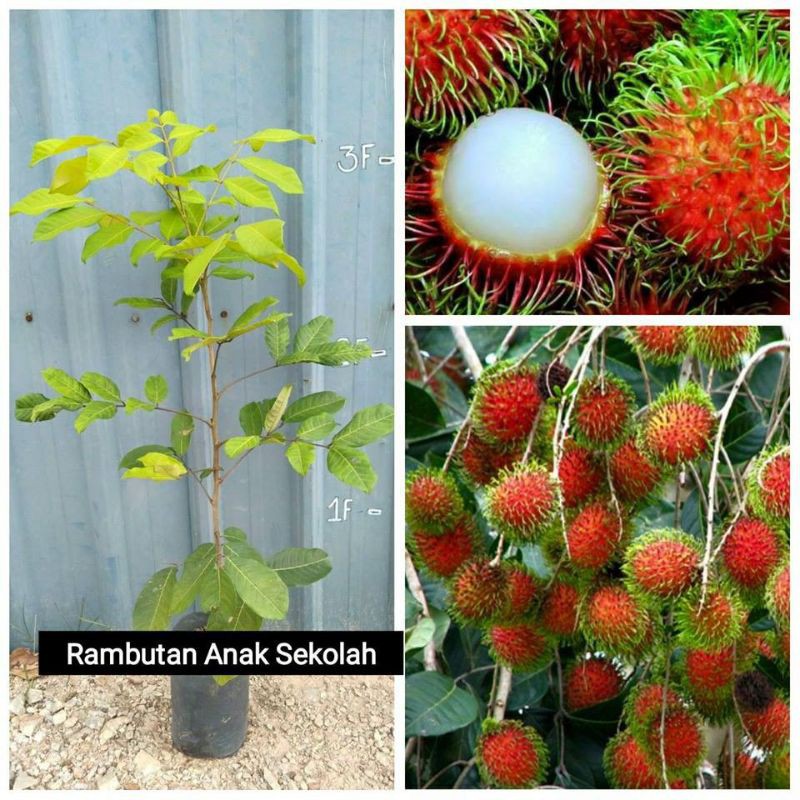 Rambutan Anak Sekolah | Shopee Malaysia