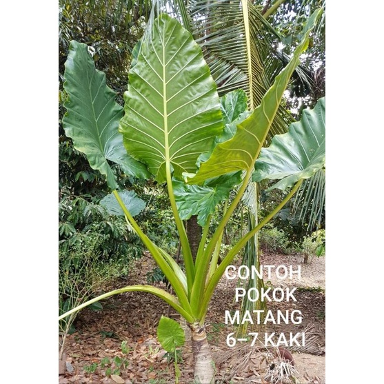 Pokok Keladi Gajah Jumbo.. | Shopee Malaysia