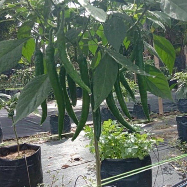 10pcs seeds CILI SAKATA buah cili besar favourite rakyat Malaysia ...