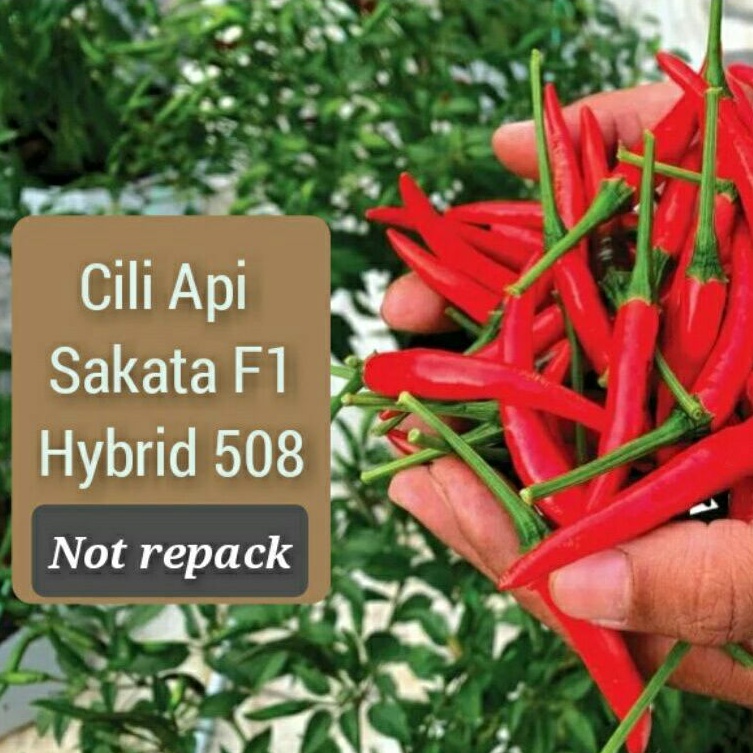 20/50pcs Benih Cili 036-Cili Api SAKATA F1 Hybrid 508/chili pepper ...